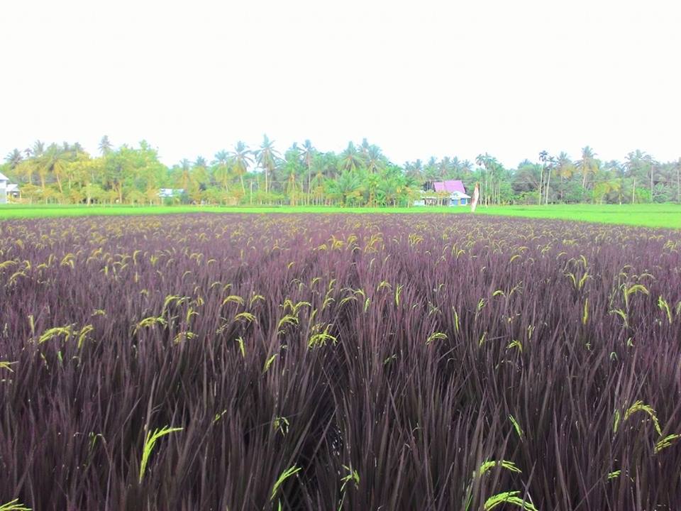 Padi Hitam Dari Jeunieb - Aceh Bertani - Website Sedang Masa Pengembangan