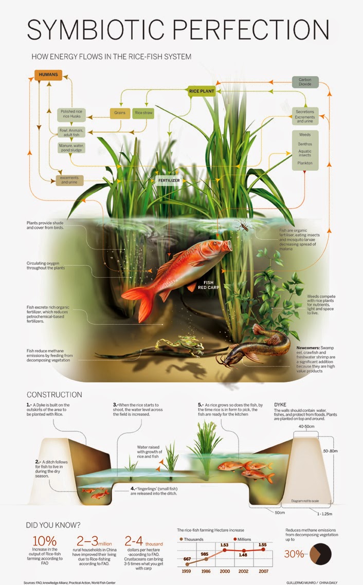 ProgressTH: Organic Principles in Practice -- Rice Field Ecosystems