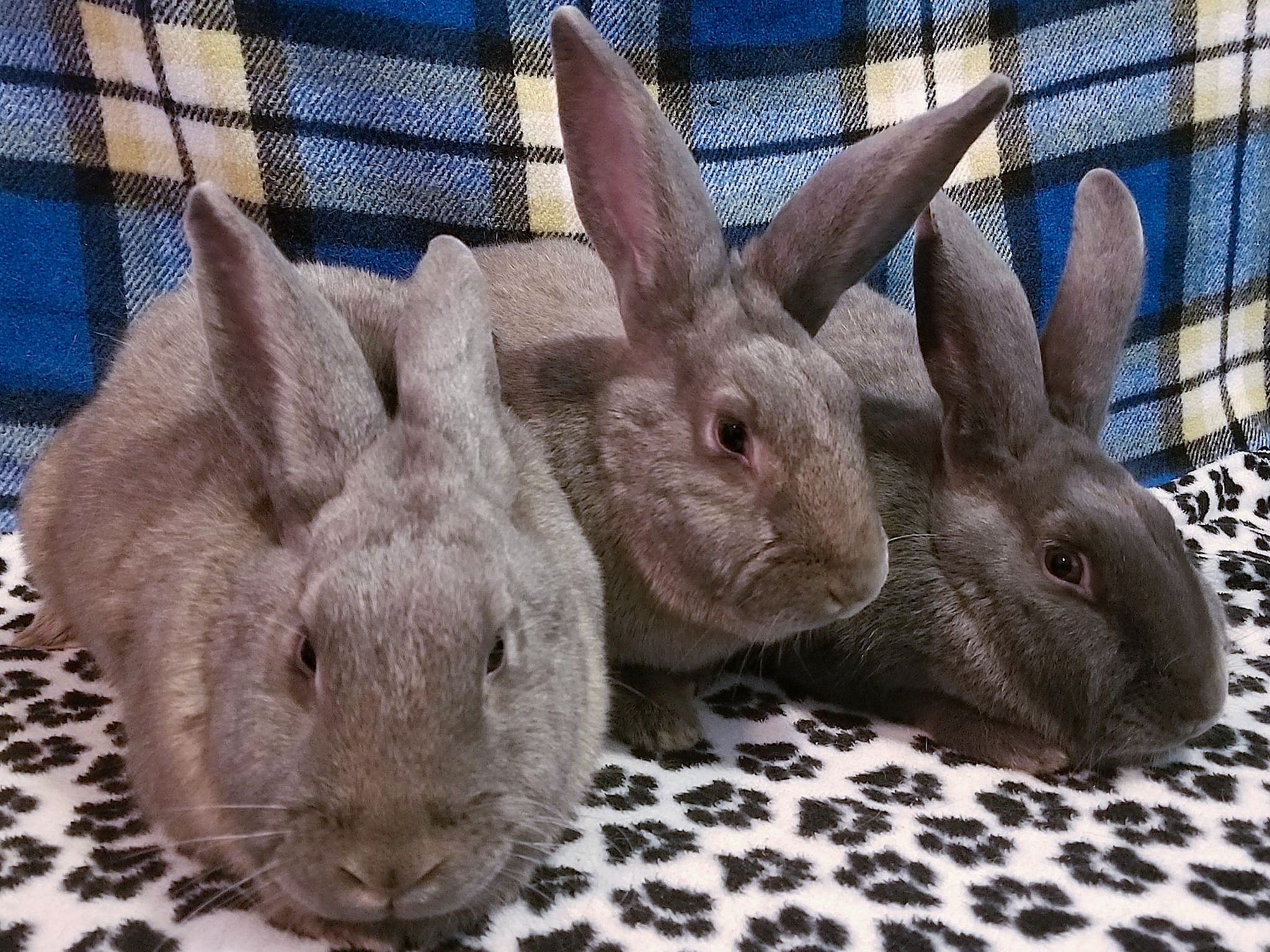Disapproving Rabbits