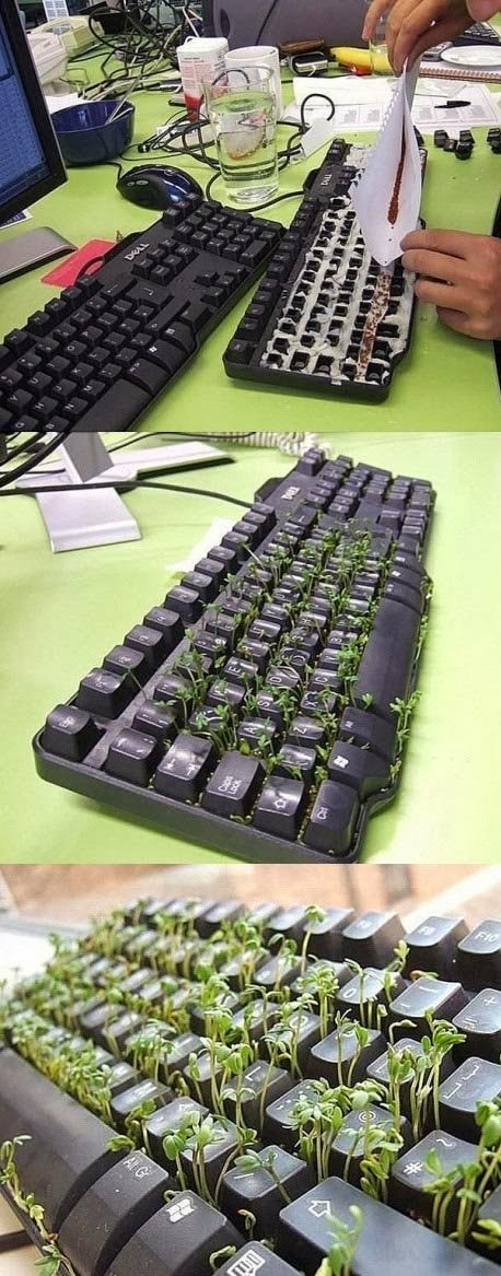 Growing Plants in Keyboard - Pics And Gifs