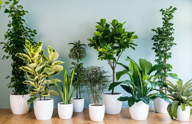 8 Plants that Attract Positive Vibes to your Home