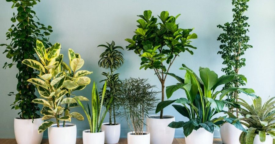 8 Plants that Attract Positive Vibes to your Home