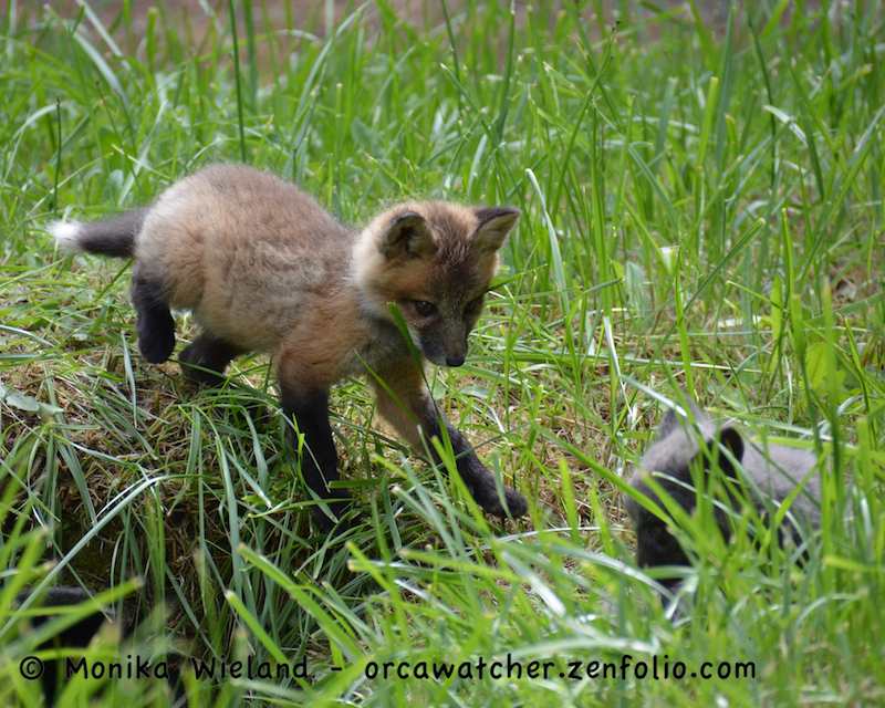 Orca Watcher: "The Cutest Thing I've Ever Seen" - Baby Foxes