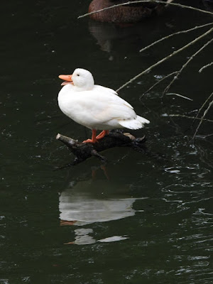 Les Ulis, pays des Merveilles?: MIRACLE 1: 4 MOIS DE LA VIE D'UN ...