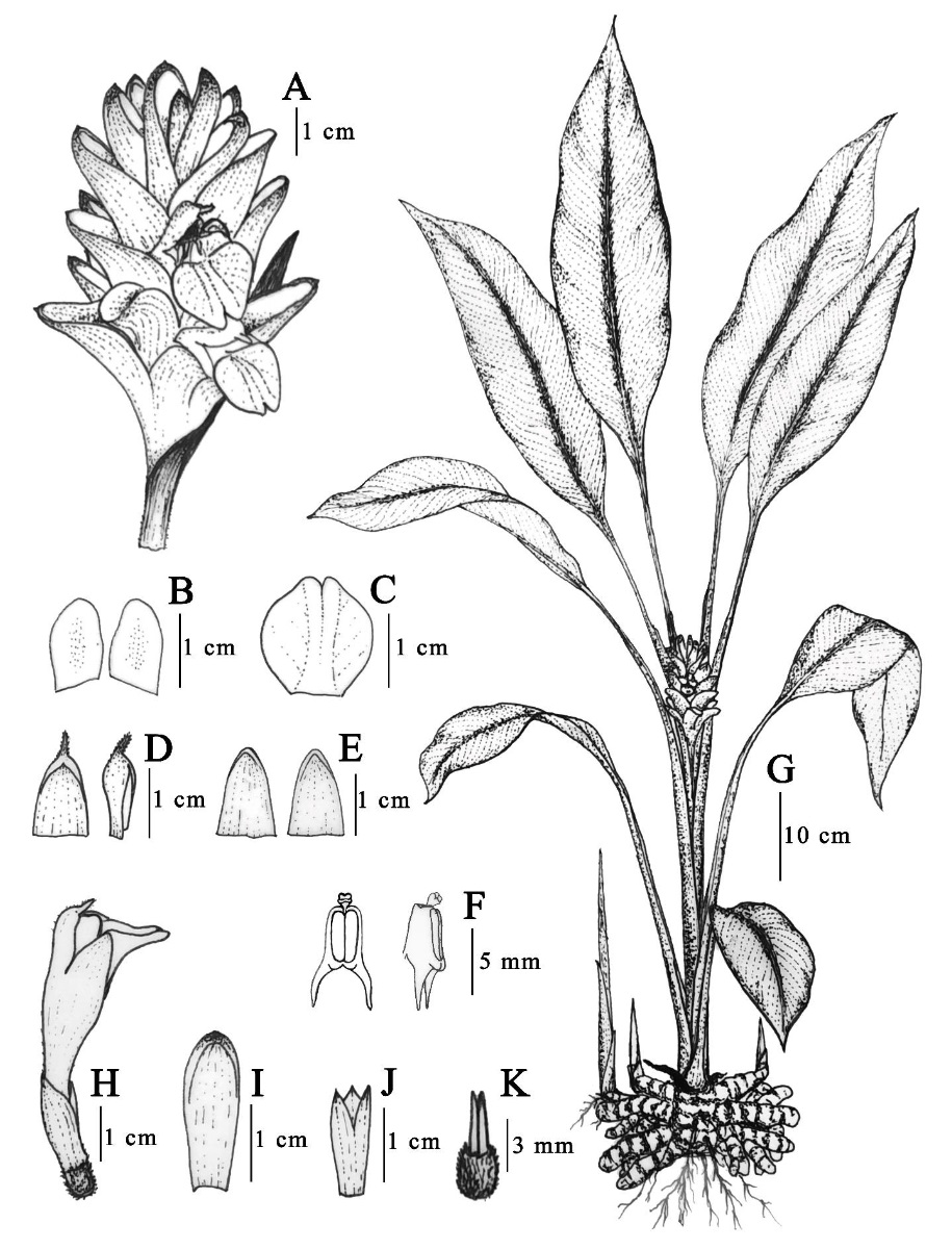 Species New to Science: [Botany • 2021] Curcuma wanenlueanga ...