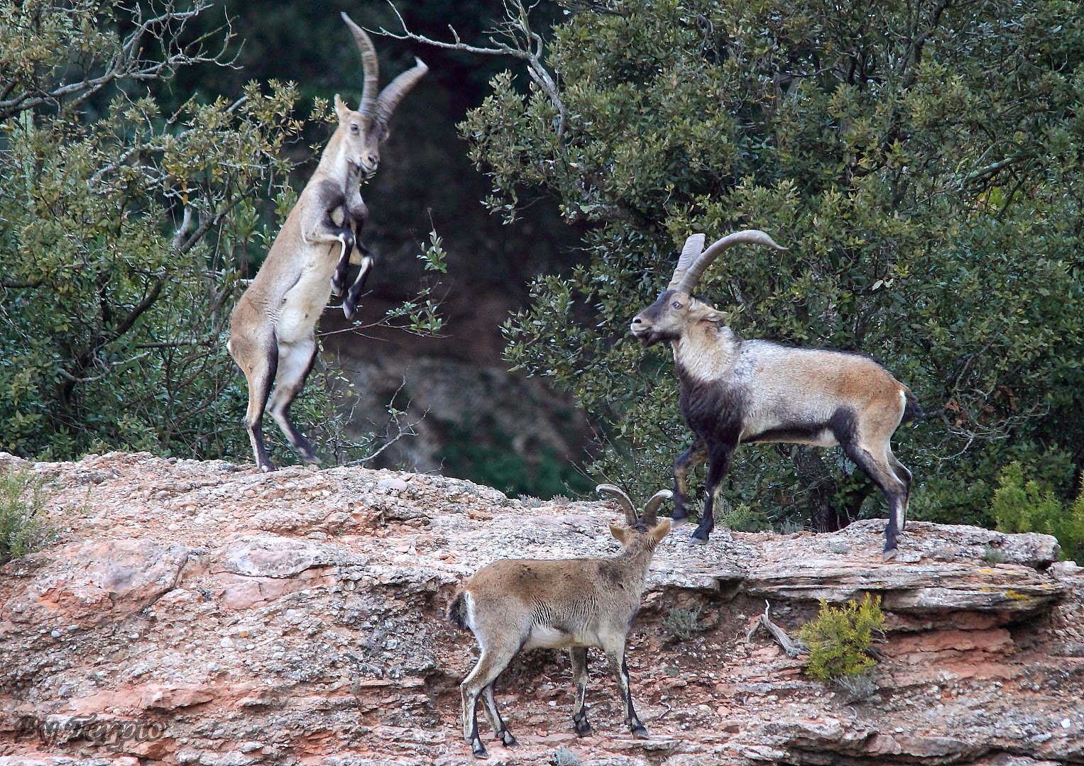 Viajes, Salidas, Naturaleza, (Fotografía).: Cabra Montés (Capra Pyrenaica).