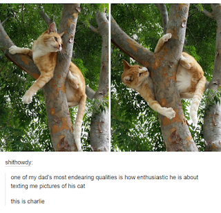 New cat memes compilation 2018