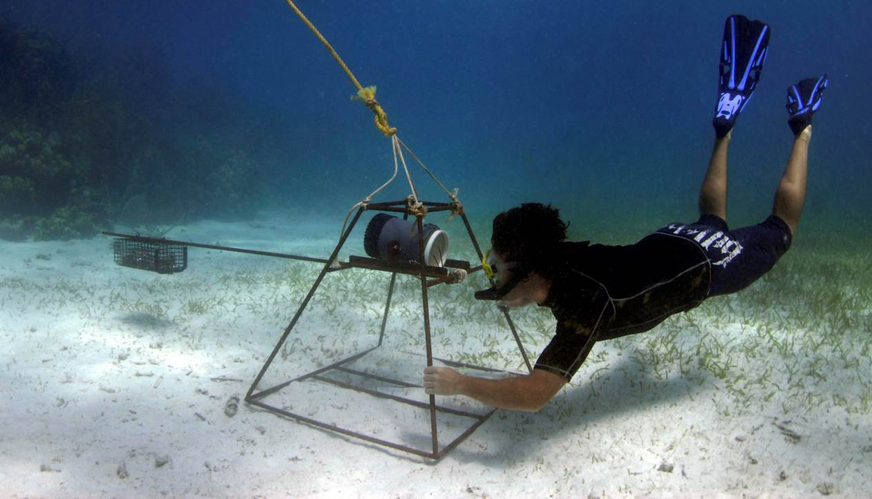 The Best Shark Dive in the World!: Really cool BRUVS Footage!