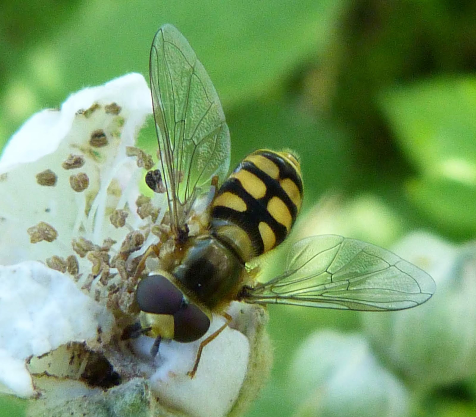 Insects of Scotland: Hoverflies