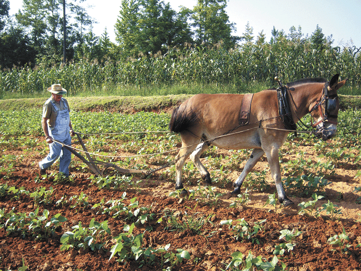 Happy Wallpaper: mule wallpaper