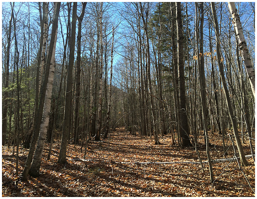 Hiking in the White Mountains: Livermore Pass and the Old Town of ...