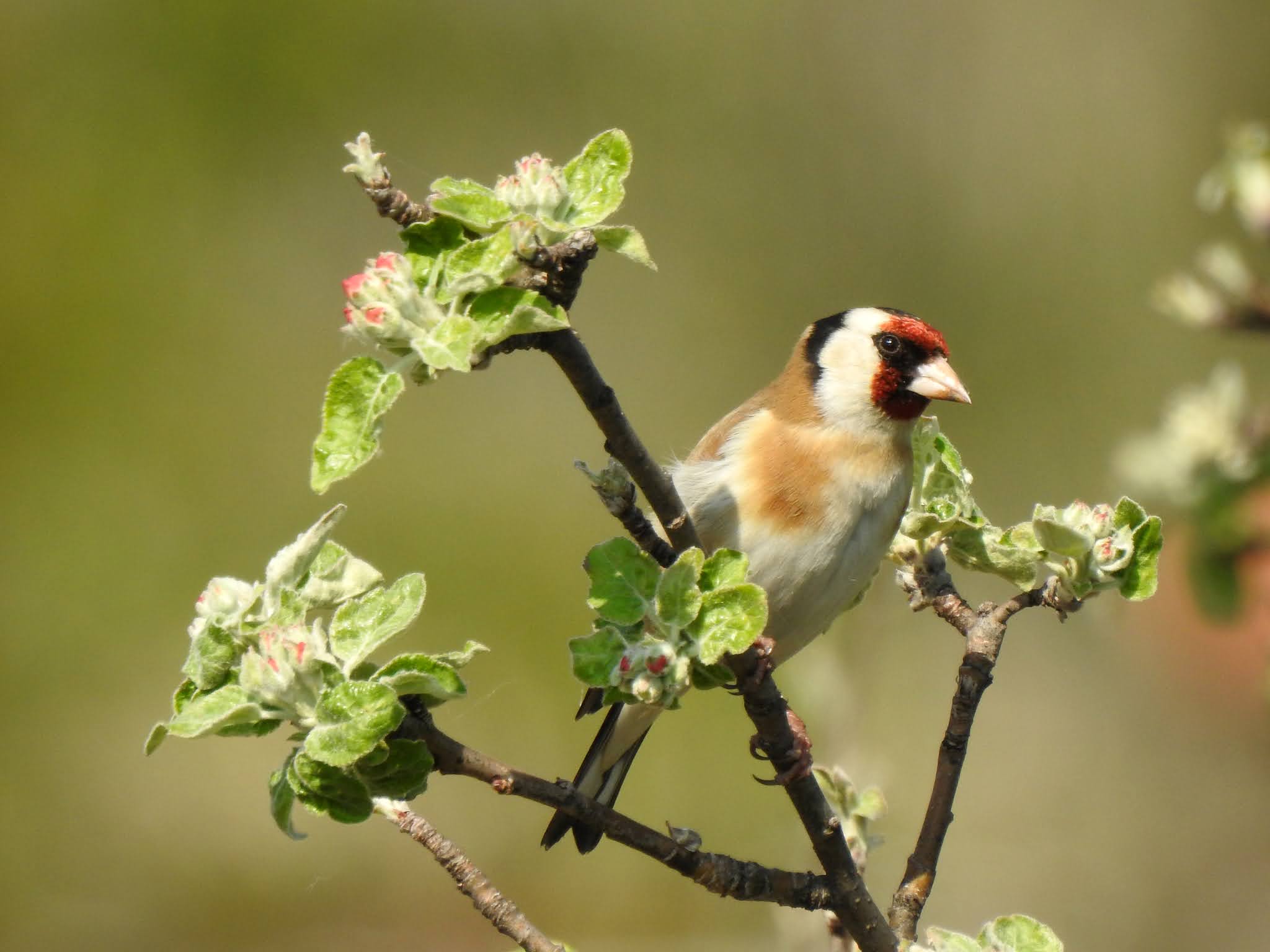 PASARI DIN ROMANIA: STICLETE(1), Carduelis carduelis