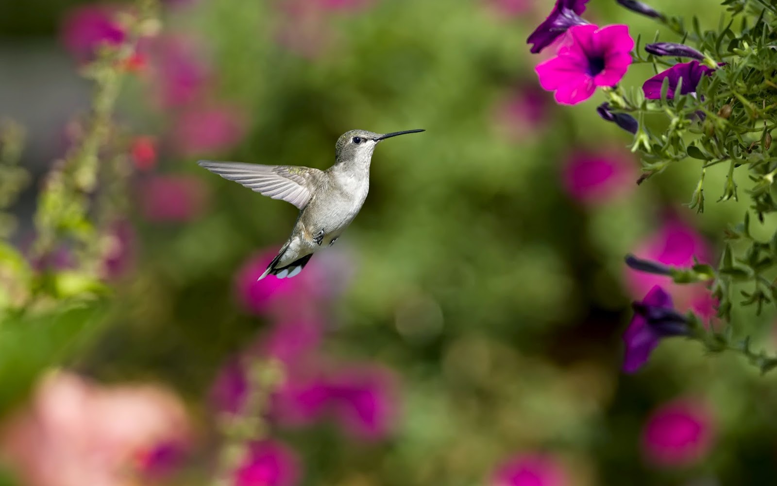 Wallko: Bird in Flower Tree HD Wallpaper