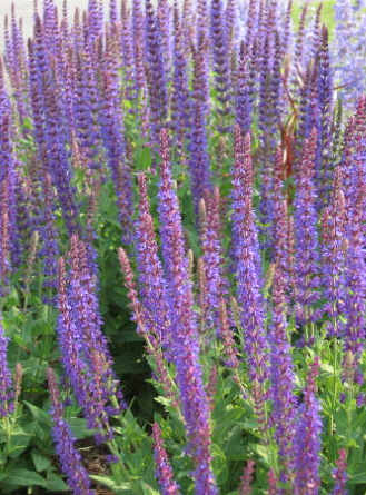 Green Girly: Zone 3 Plants: Salvia