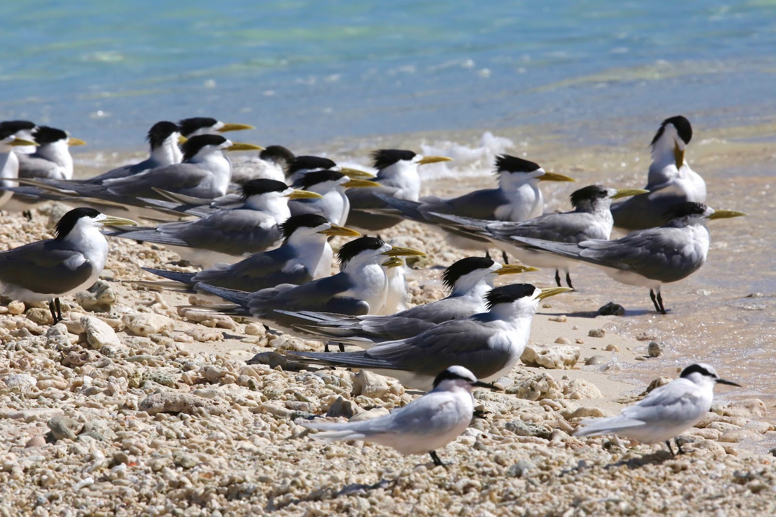 Avithera: Coral Cay Island Birds – Great Barrier Reef – Part 3 Terns