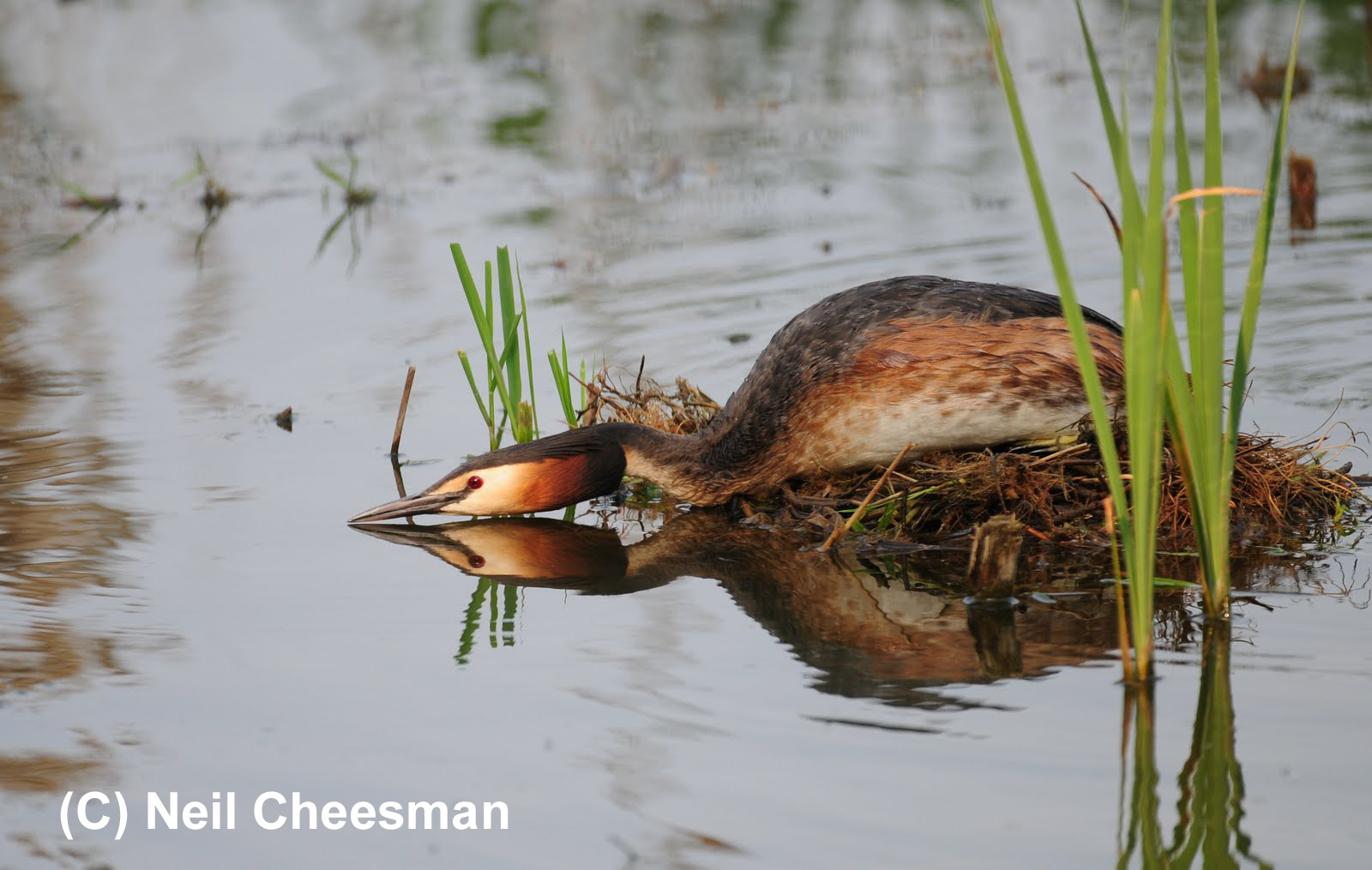 British Wildlife Photography: Great Crested Grebe