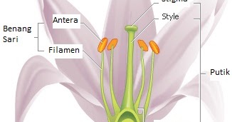 Elisya Maranti Notes: Bunga