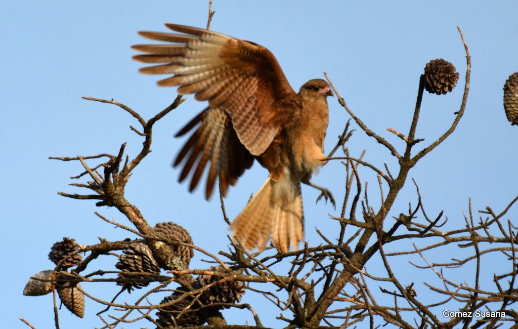Aves de Lobería.: Chimango (Milvago chimango)