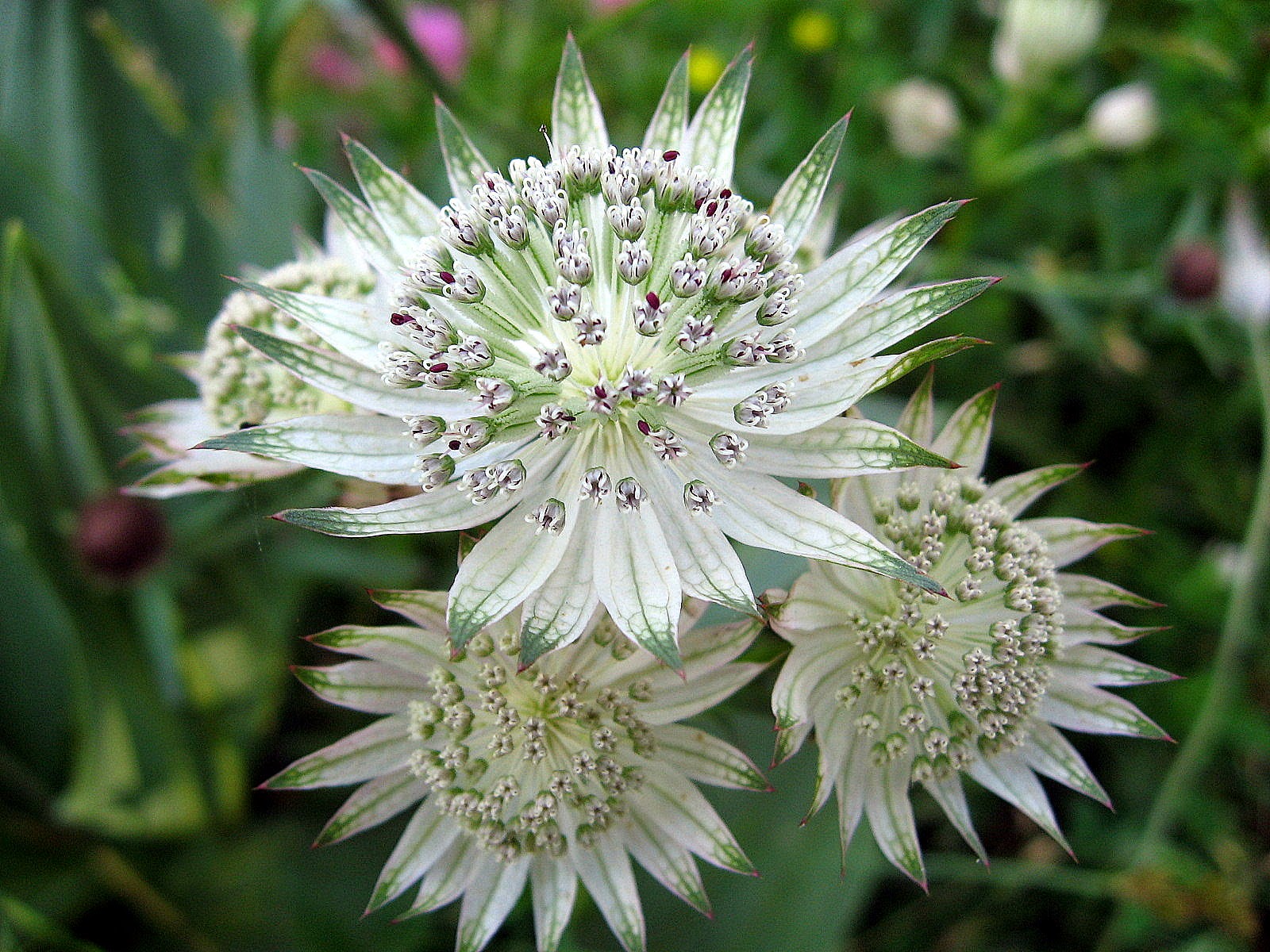 Flower Homes: Astrantia Flowers