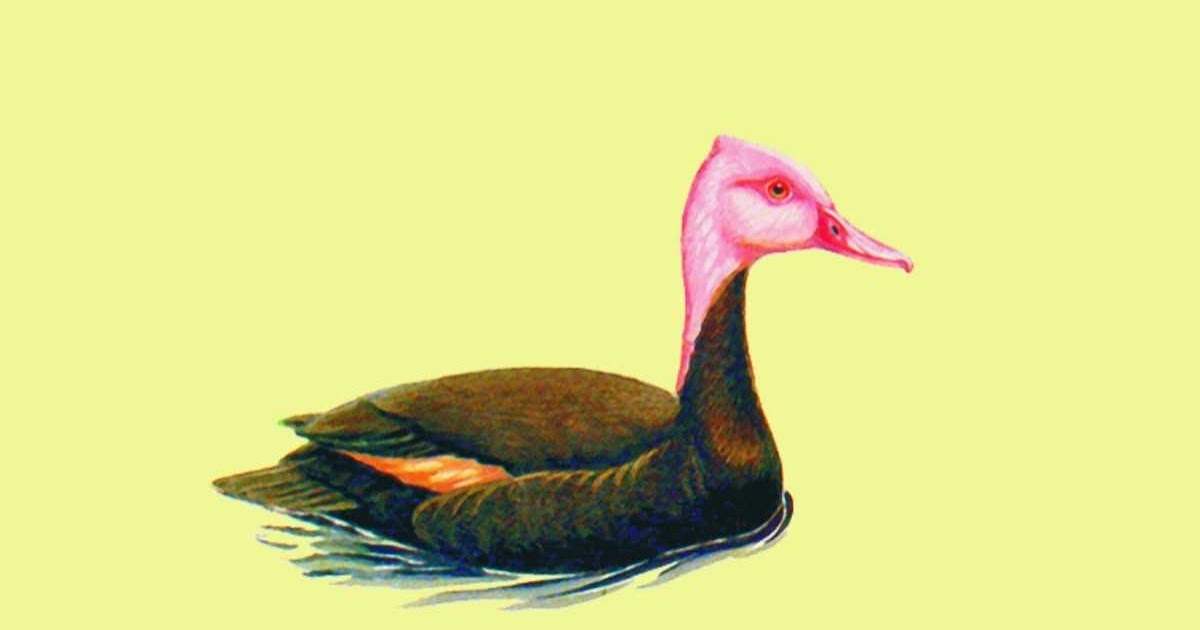 Pink-headed Duck: Is It Still Alive?