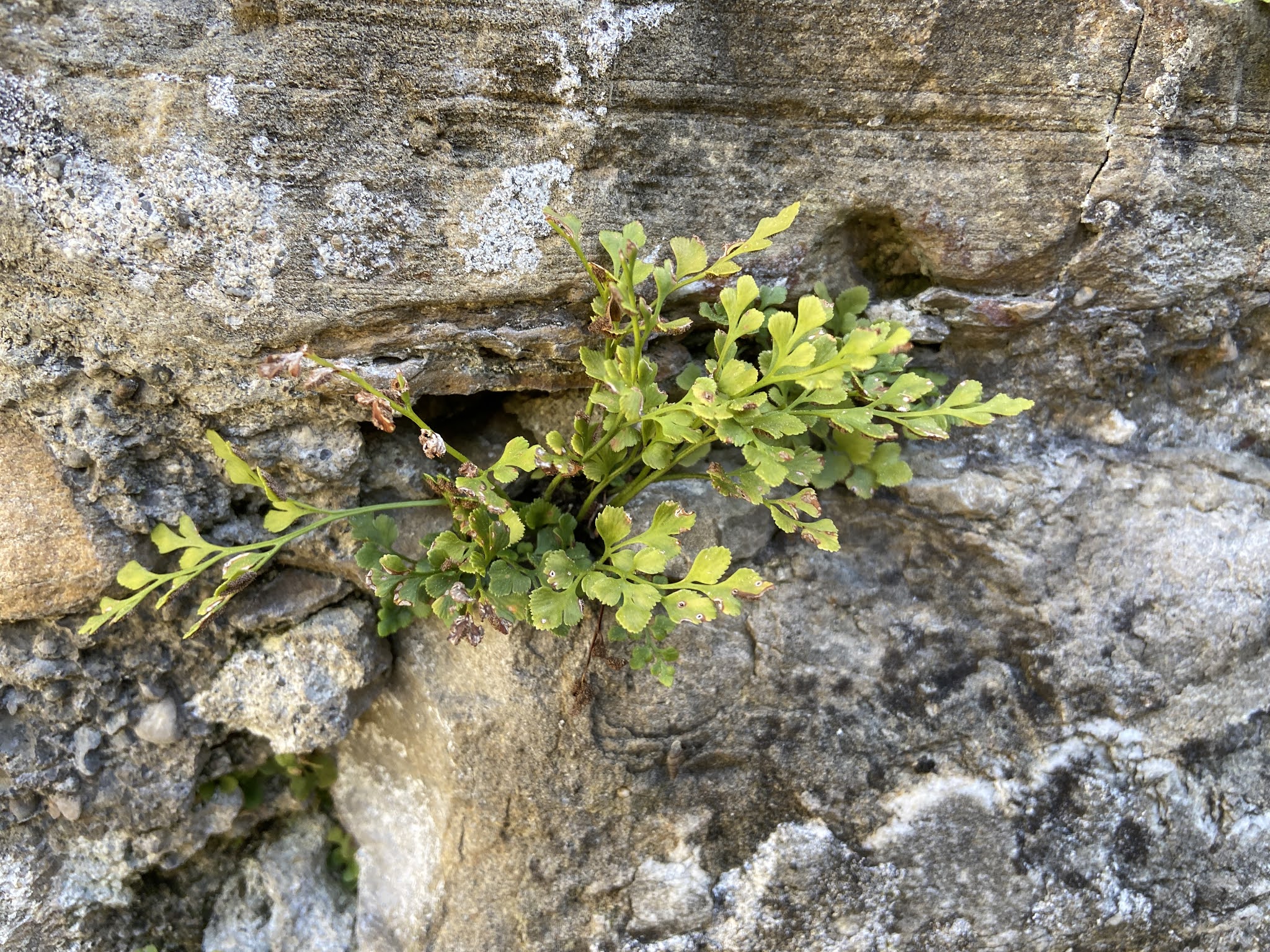 TravelMarx: Asplenium ruta-muraria – Wall Rue