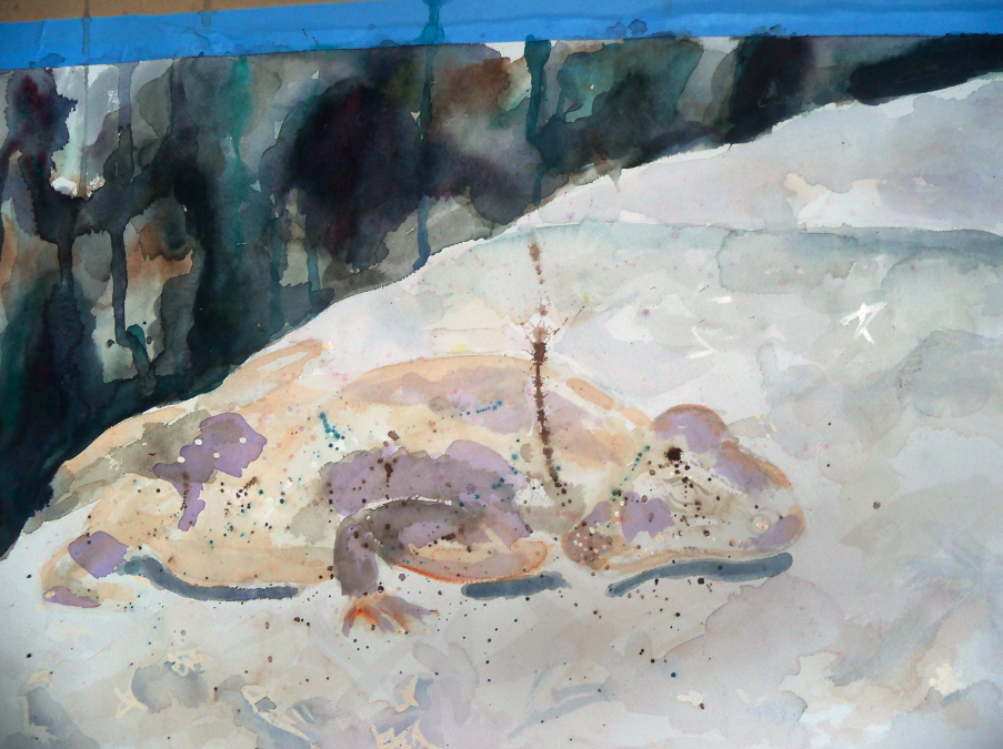 My Blog has moved to www.feliciafollum.com: Chuckwallas