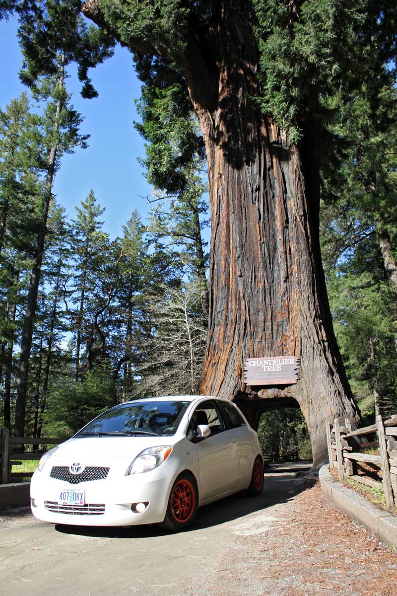 Roadside Attraction: Drive-Thru Tree | Subcompact Culture - The small ...
