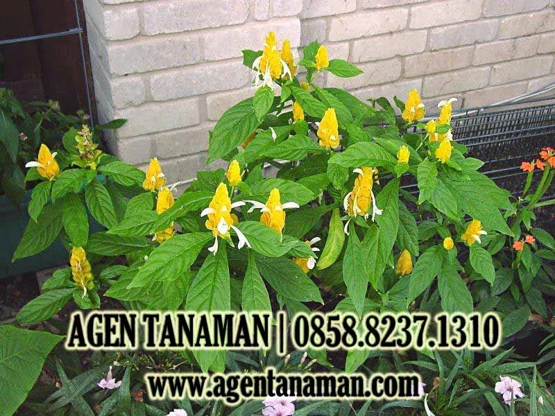 POHON GOLDEN LOLLIPOP | BUNGA LILIN | TANAMAN HIAS MURAH ~ AGEN TANAMAN