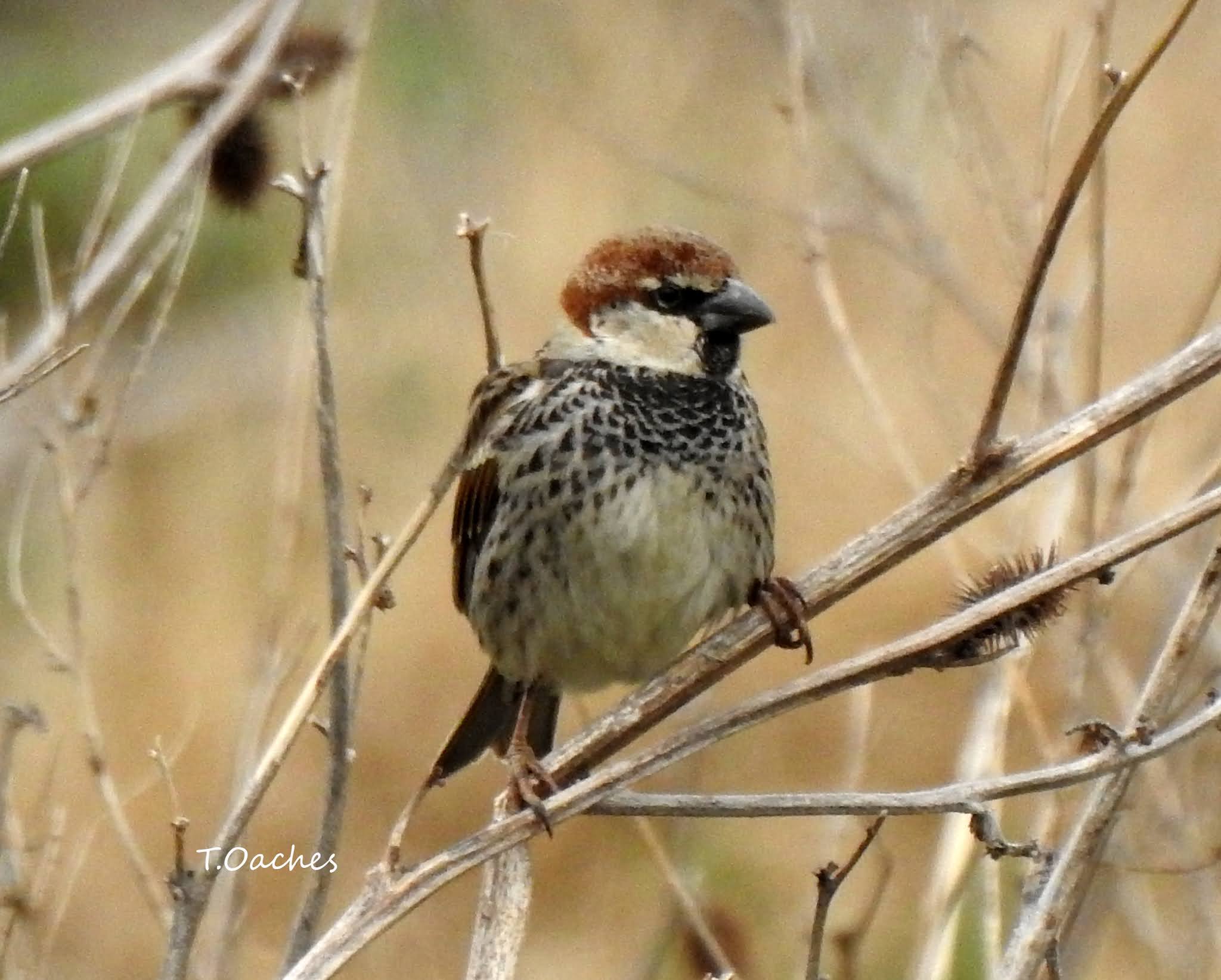 PASARI DIN ROMANIA: VRABIE NEGRICIOASA, Passer hispaniolensis