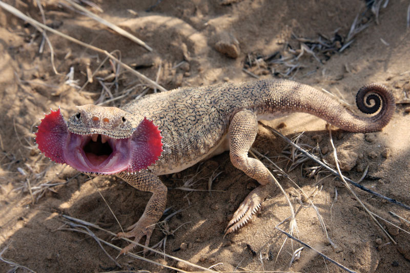 Real Monstrosities: Secret Toadhead Agama