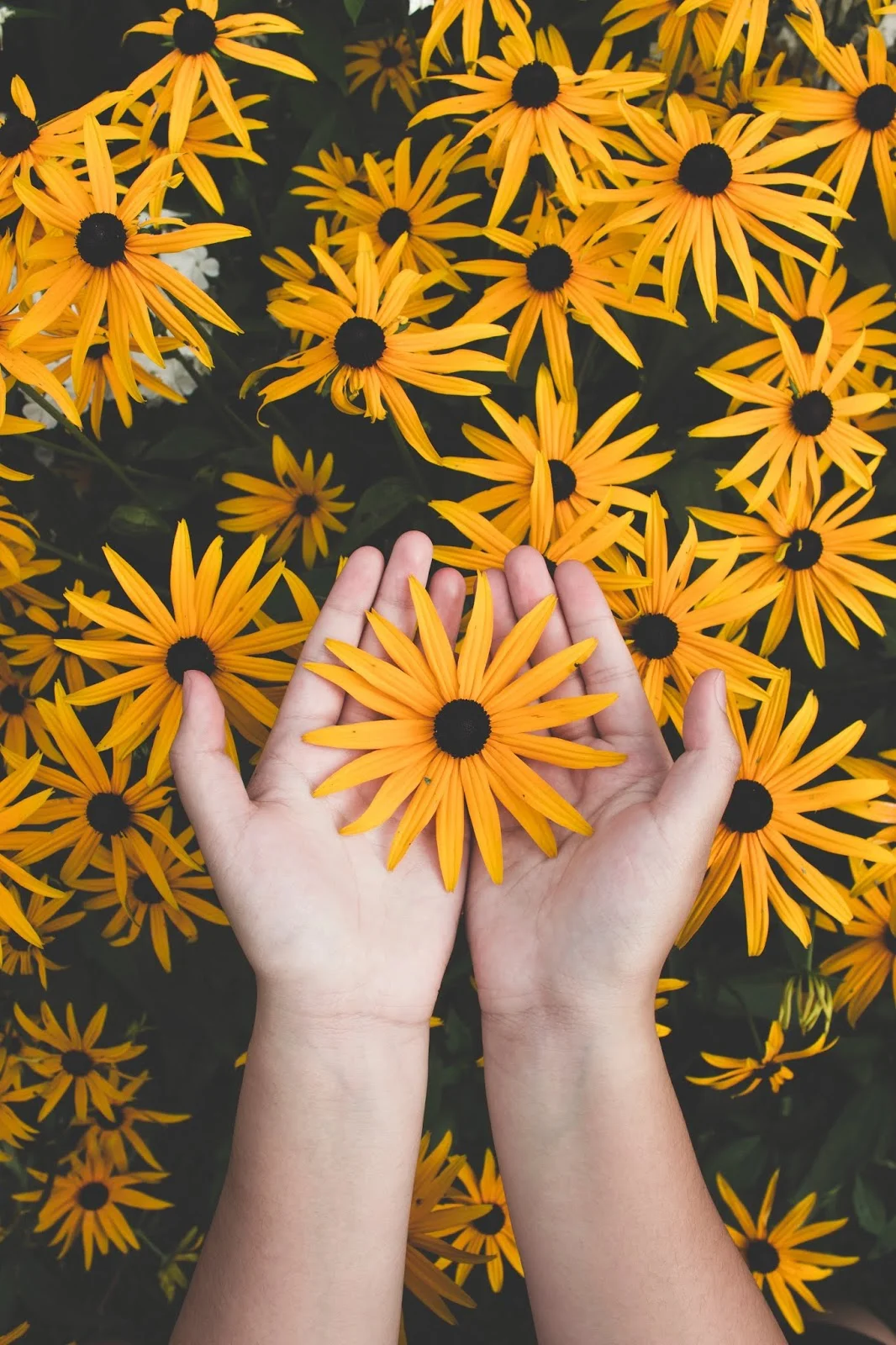 Yellow photography images that ushers you into summer 2019 | Melody Jacob