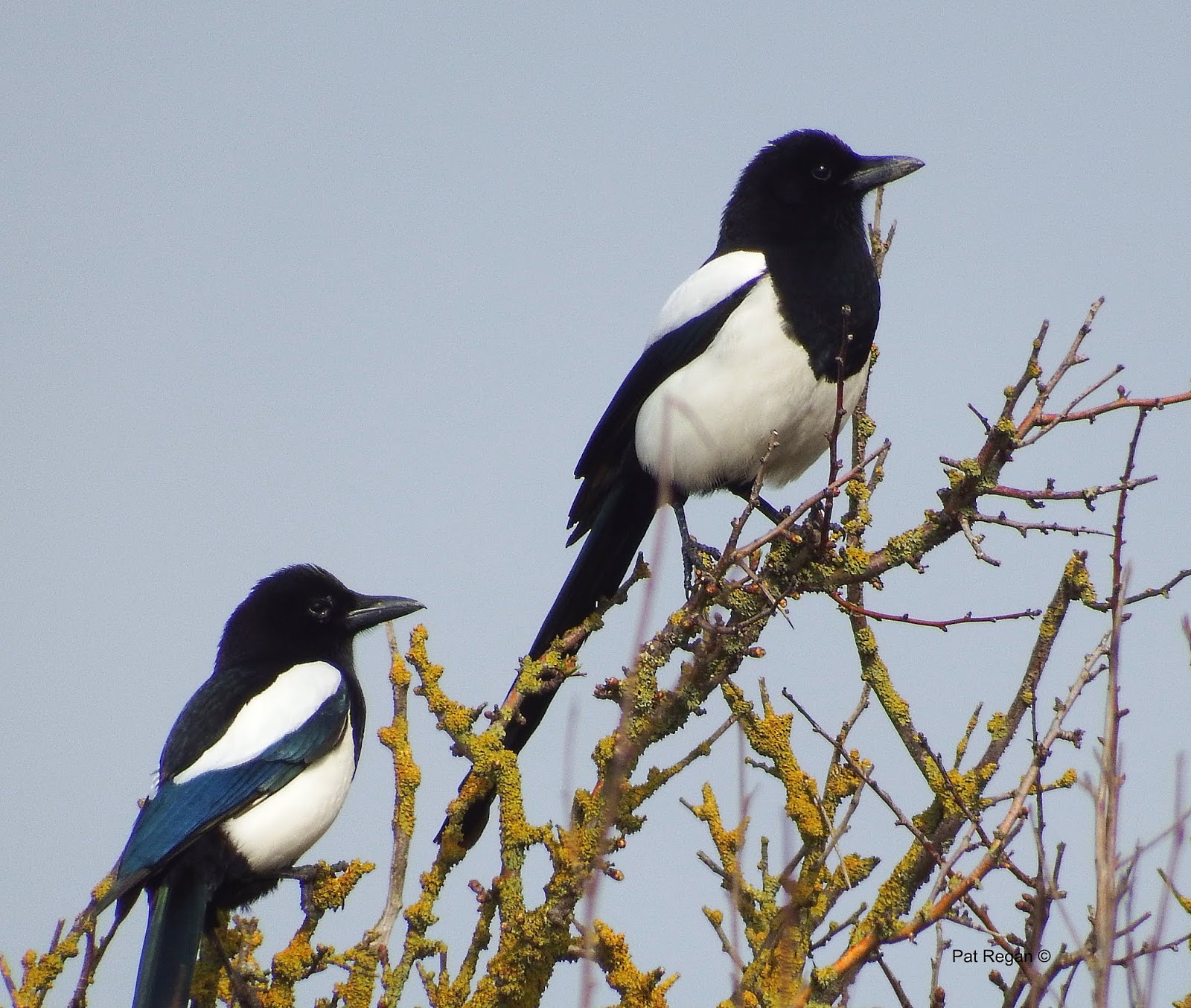 Pat Regan: British songbirds - RSPB letting them down