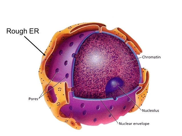 Ultrastructure of nucleus