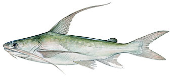 Mosquito Lagoon & Indian River Fishing: Fish Species