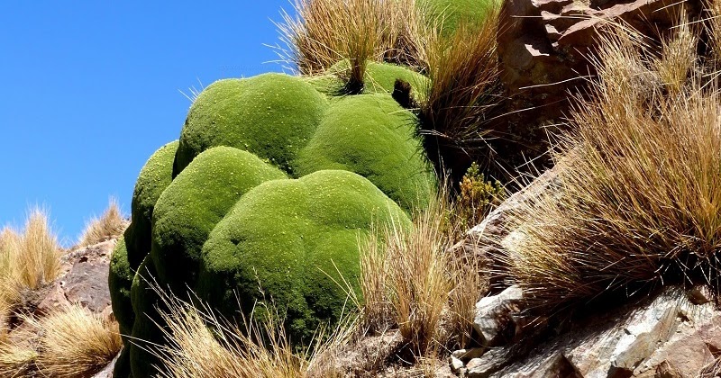 Llareta: una desconocida planta que parece de otro planeta ...
