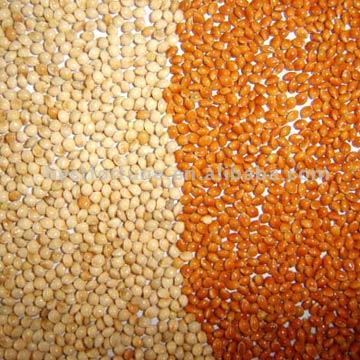 BROTOGERIS VERSICOLURUS-PIHUICHO