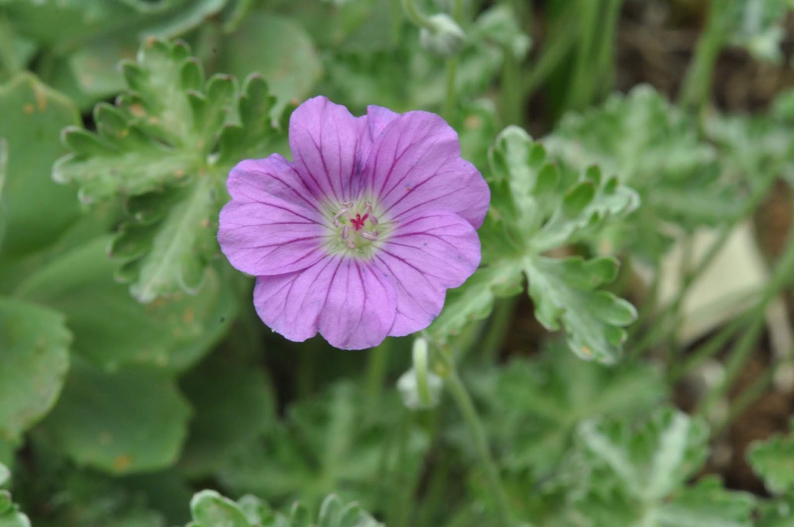 Alpine Garden Society Victorian Group: GERANIUM.