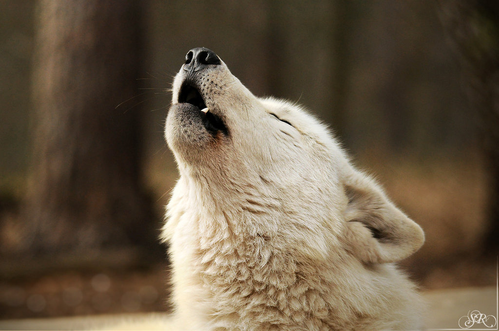 White Wolf : Lonely wolf? Wolves howl when they miss their friends (Video)