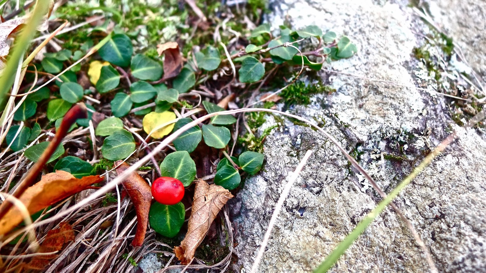 evolution now: wintergreen, partridge berry, pipsissewa. woodland ...