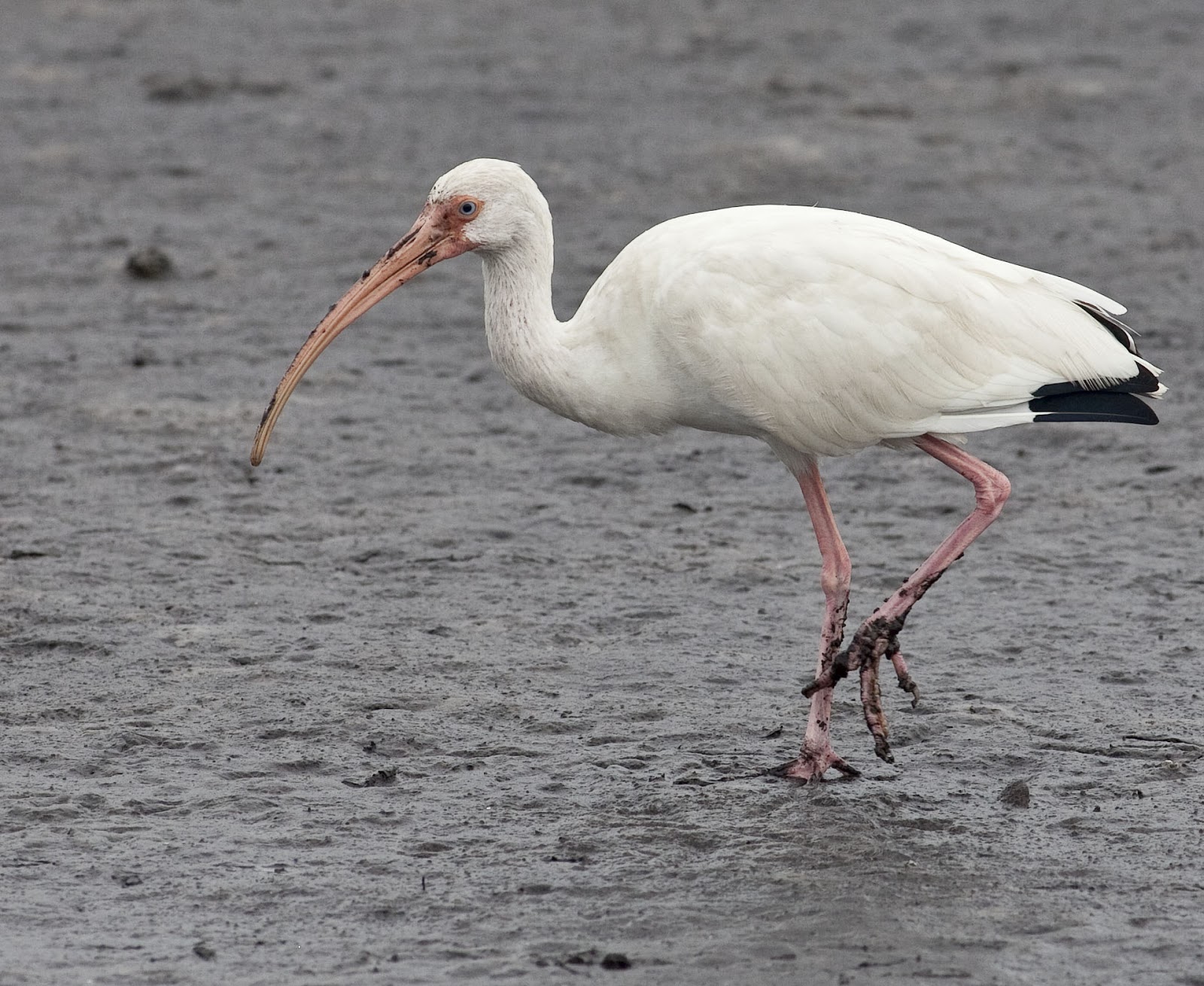 Birding Is Fun!: Behind Blue Eyes