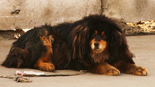 Mongolian Dog | I LOVE MONGOLIA