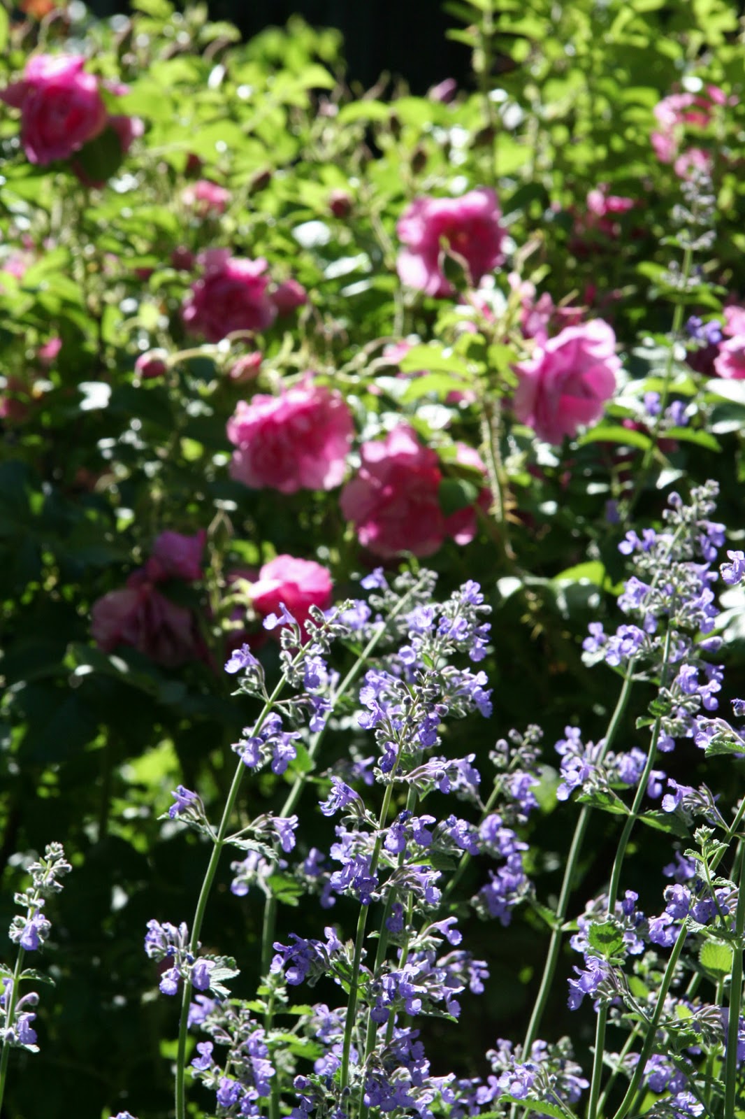 Daffodils & Daydreams: May 2013