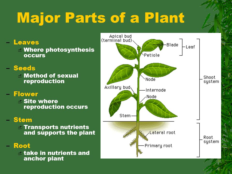 Plants: structure and functions