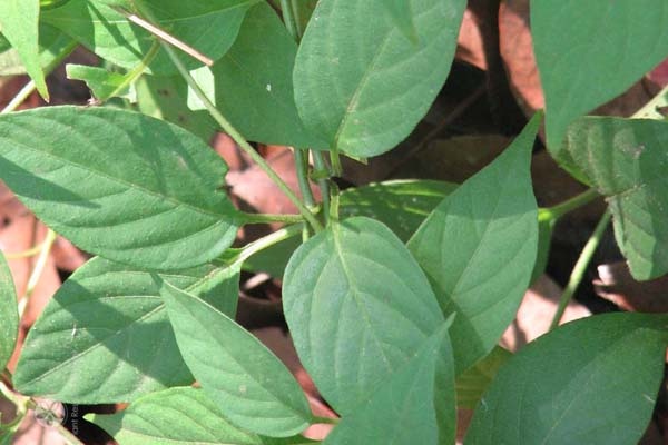 MANFAAT DAN KHASIAT DAUNN KENTUT BAGI KESEHATAN