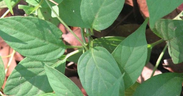 MANFAAT DAN KHASIAT DAUNN KENTUT BAGI KESEHATAN