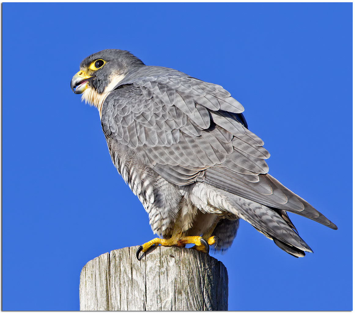 Owls & Others of Essex, MA: January 2012