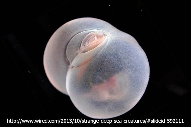 Bizarre Creature of the Day: Creature 34: Chaetopterus pugaporcinus