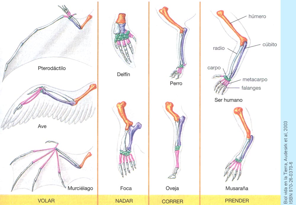 Hogar Cósmico: Anatamía comparada: Analogía y homología