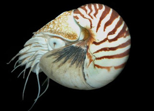 Chepalophoda yang memiliki cangkang luar adalah.... - Primalangga