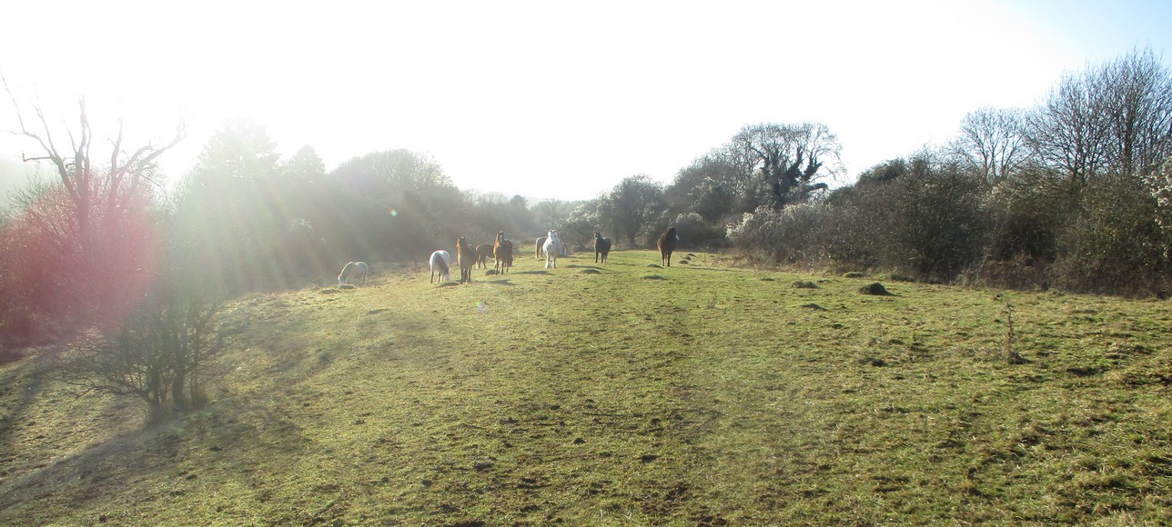 RoaminRascal: Sapperton Valley and Siccaridge Wood